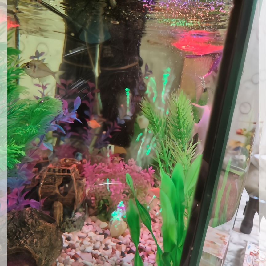 Отдам улиток ампулярия