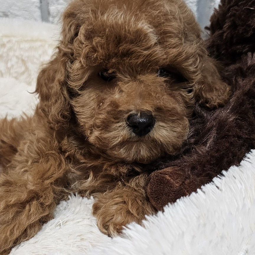 Девочка РКФ