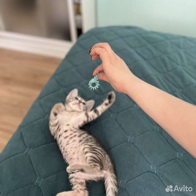 Котëнок Бенгала, окрас серебристый
