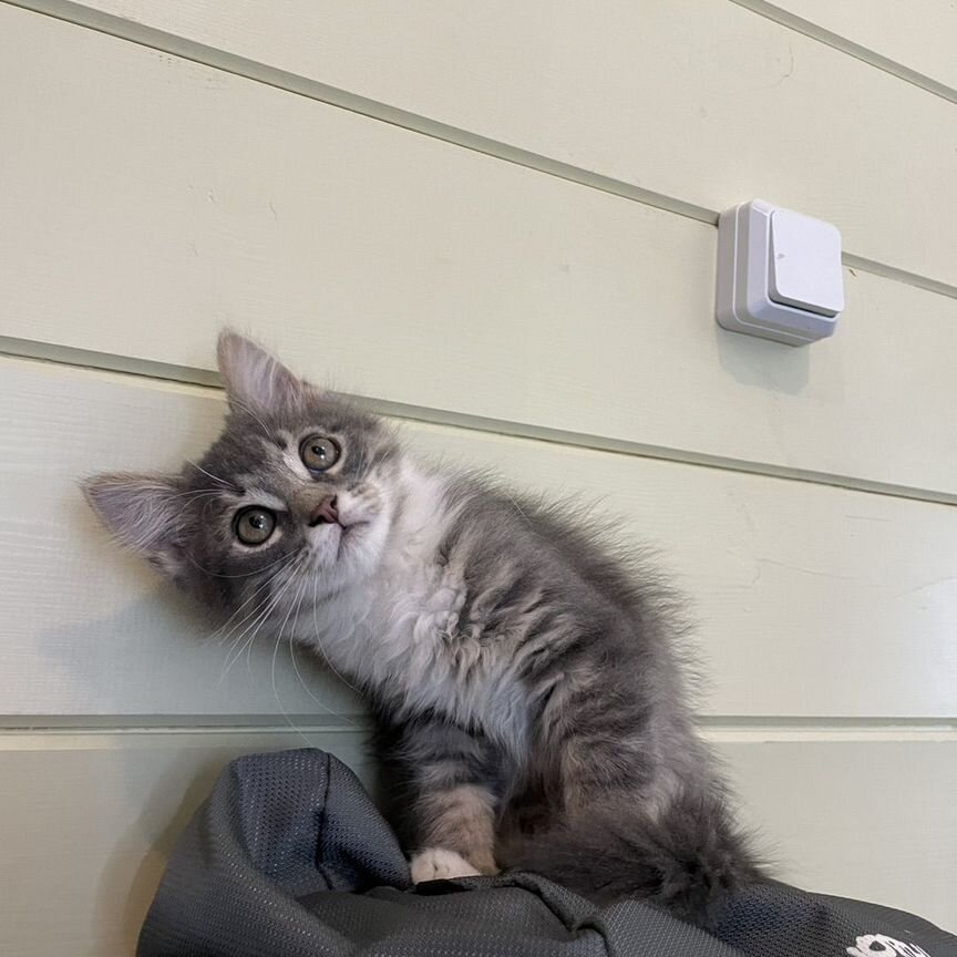Котята