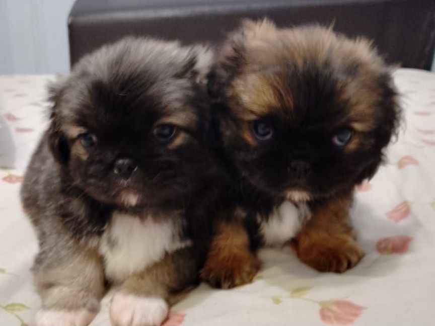 Щенки пекинеса