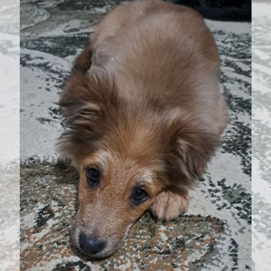 Щенок в добрые руки