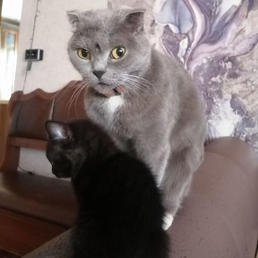 Шотланская кошка