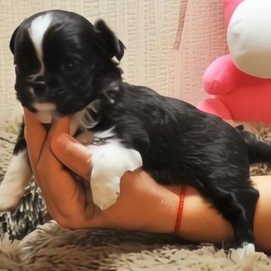 Чихуахуа, щенок