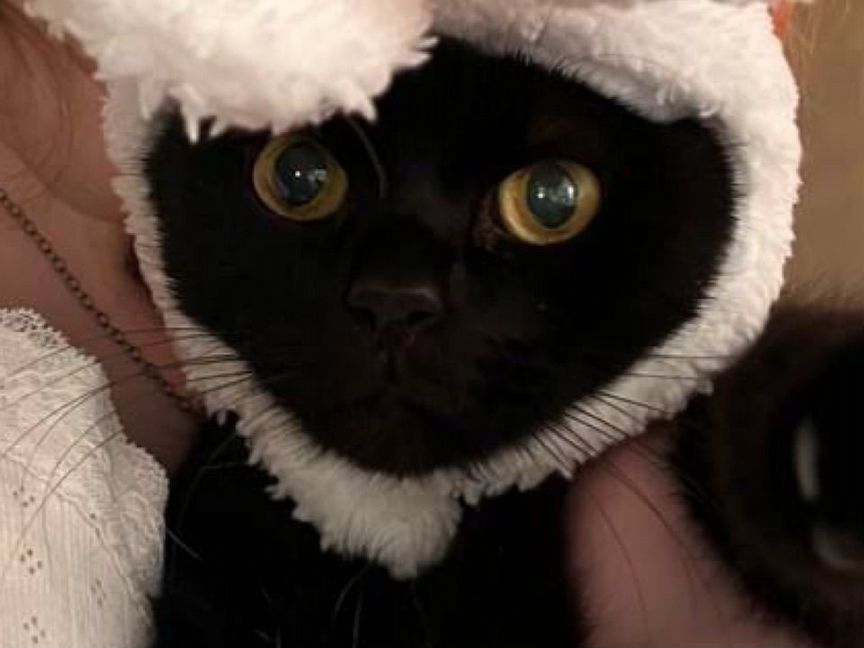 Шляпа для кота