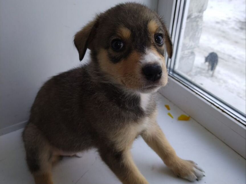 Щенок в добрые руки бесплатно