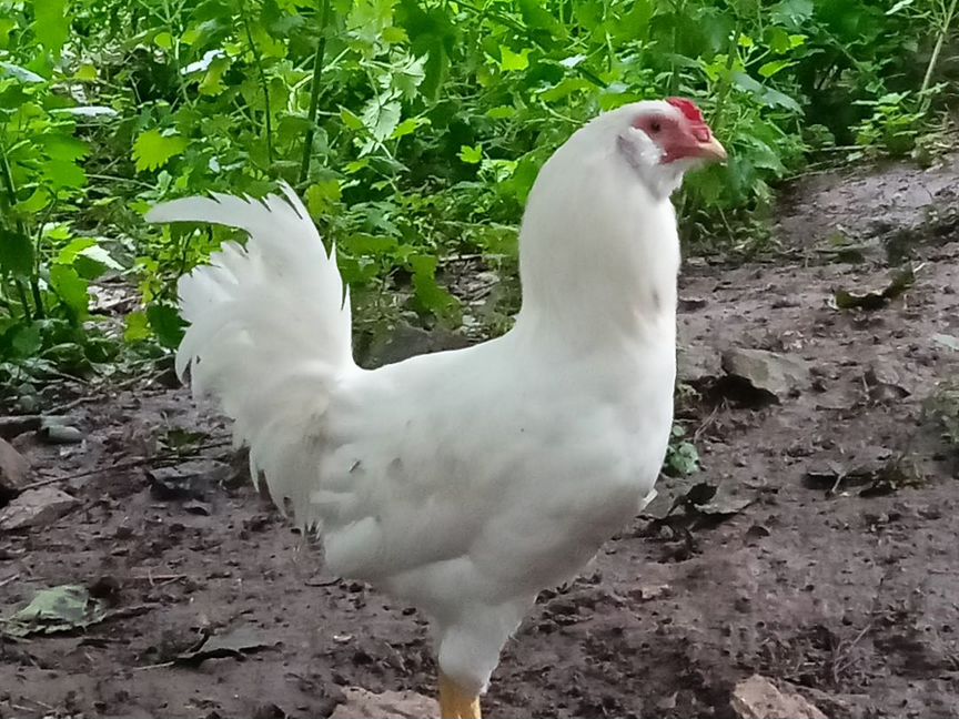 Молодой петушок