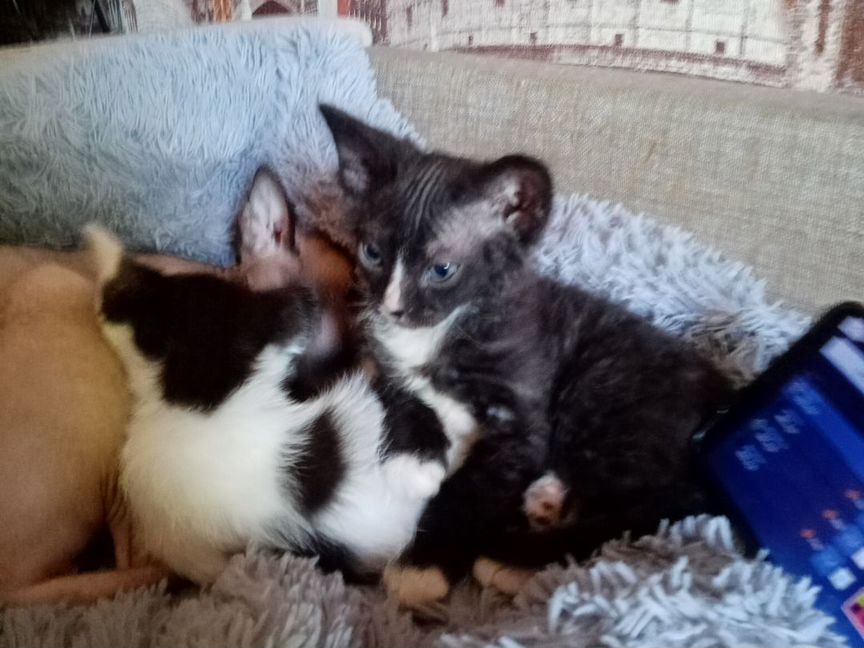 Котята в добрые руки