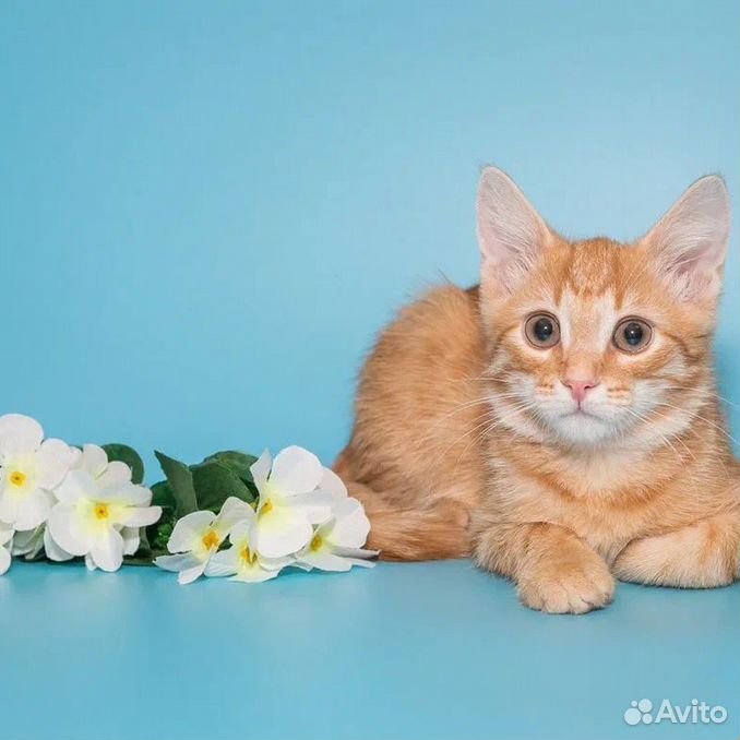 Котенок мальчик Лео 3 мес ищет дом