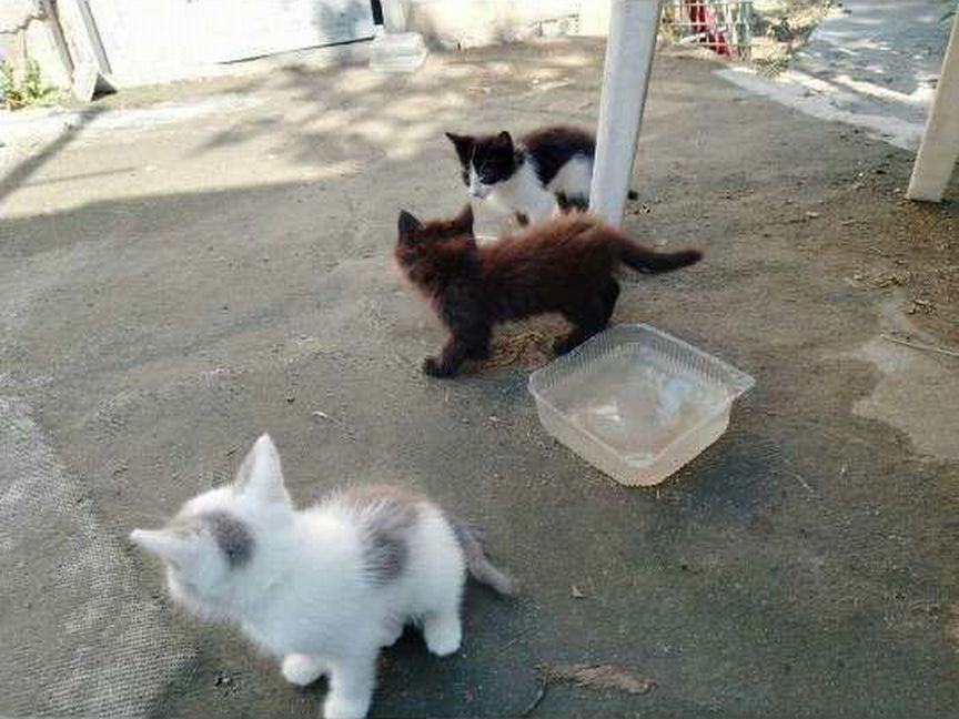 Котята мальчики мышеловы им 6 месяцев