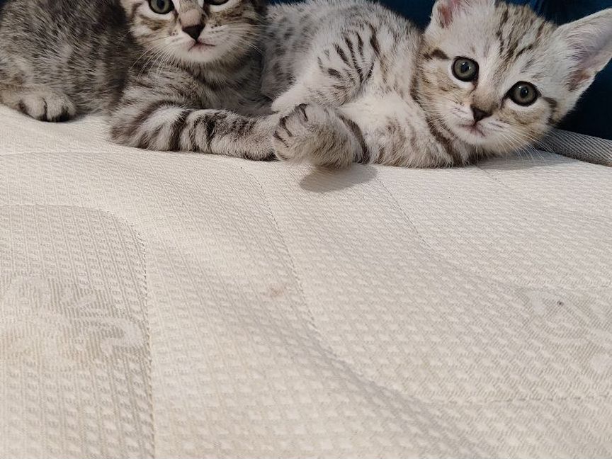 Британские котята