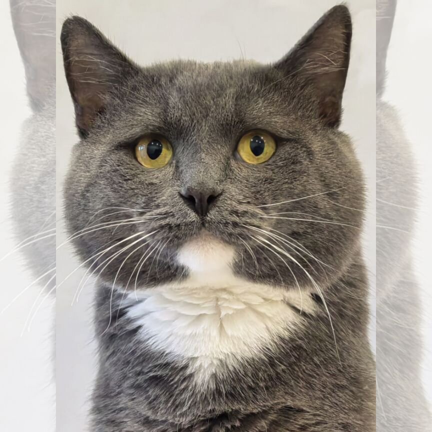 Британский короткошёрстный, взрослый кот