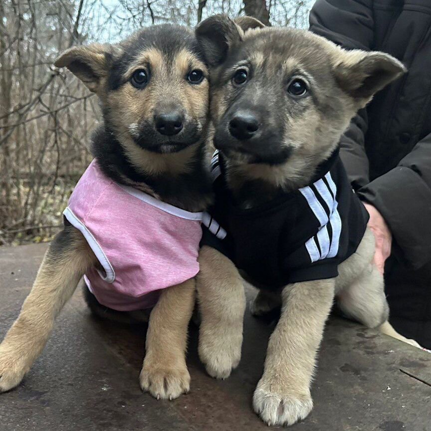 Щенки скулят от холода. В добрые руки