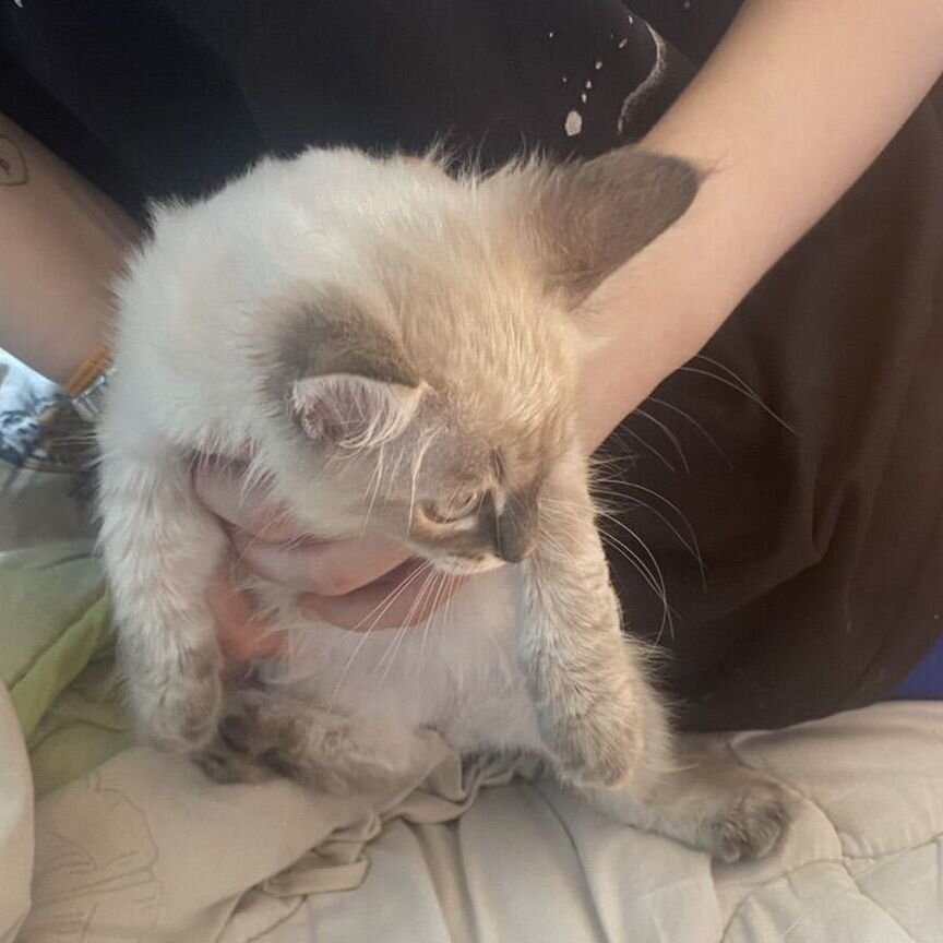 Котенок
