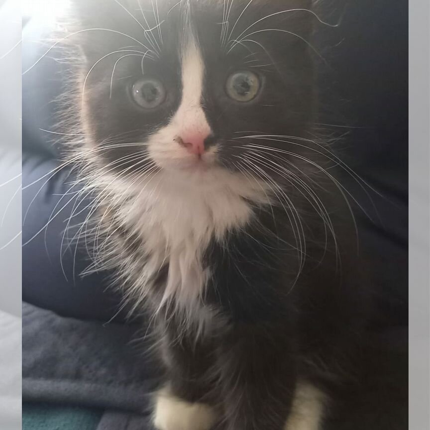 Котик в добрые руки