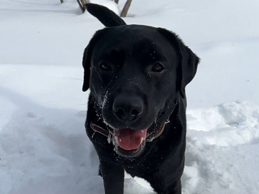 Собака в добрые ответственные руки
