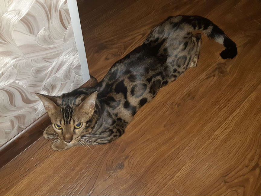 Бенгальская кошка вязка