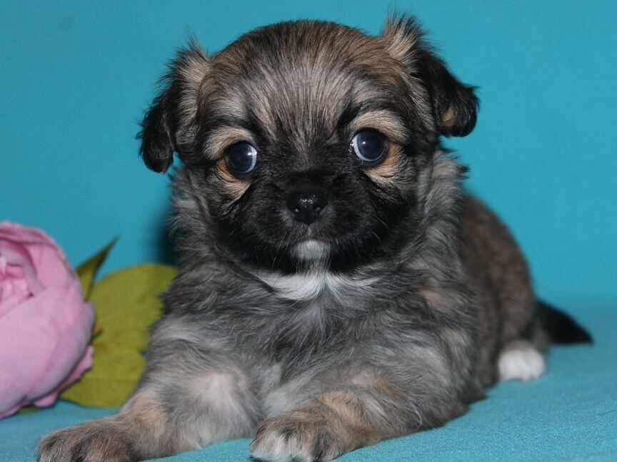 Девочка и мальчик чихуашки