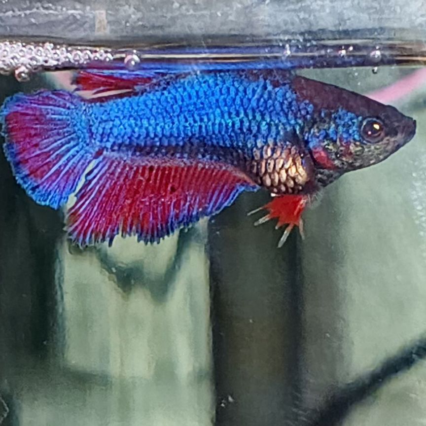 Рыбка петушок самка