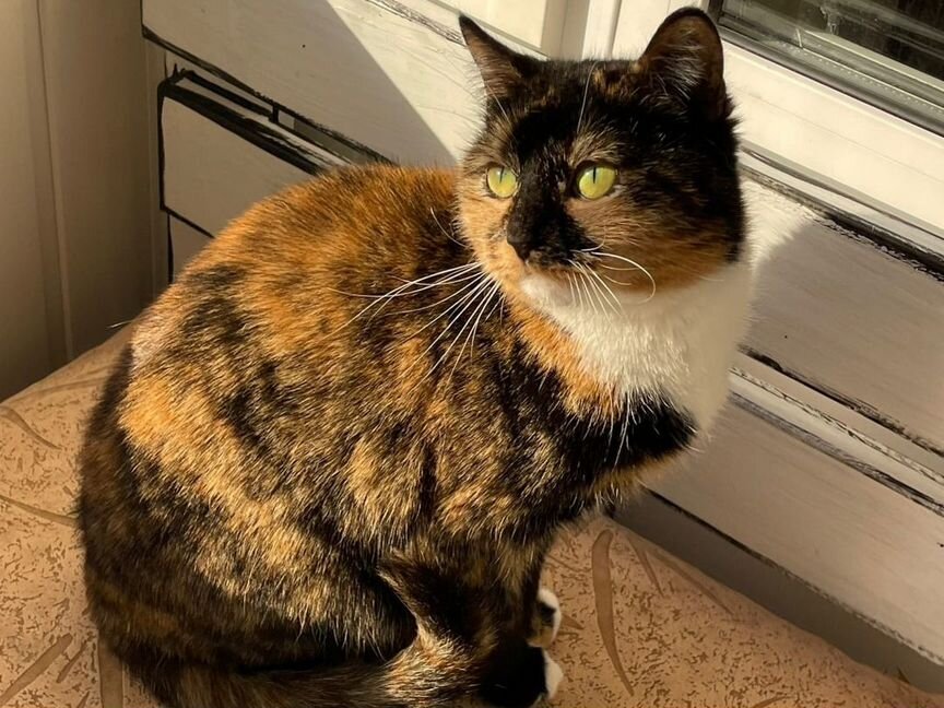 Пристраивается котик из "котокафе в Океане"