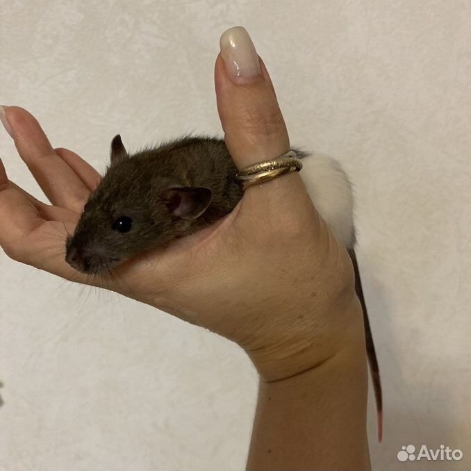 Крысята Дамбо 1 мес