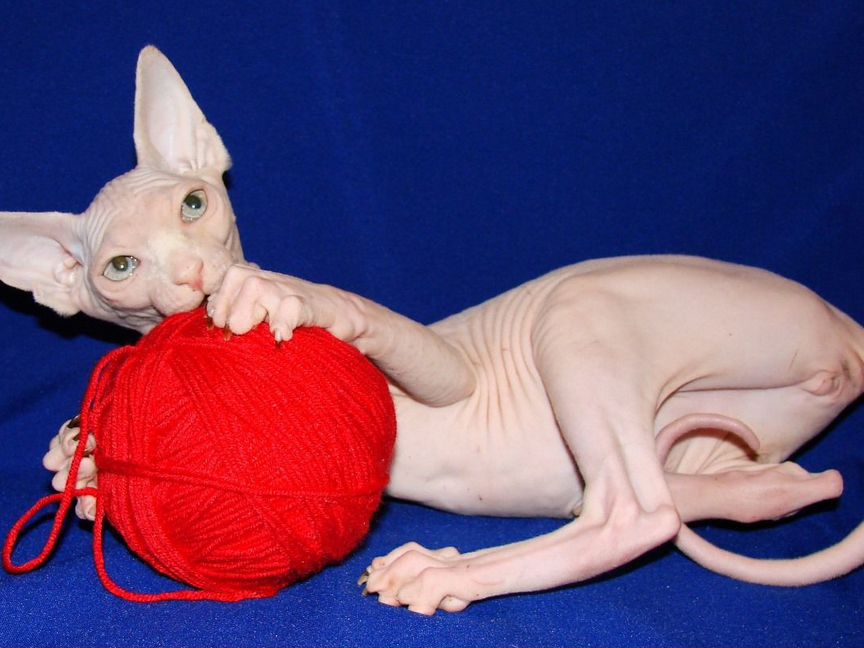 Очаровательные белые девочки Канадского сфинкса