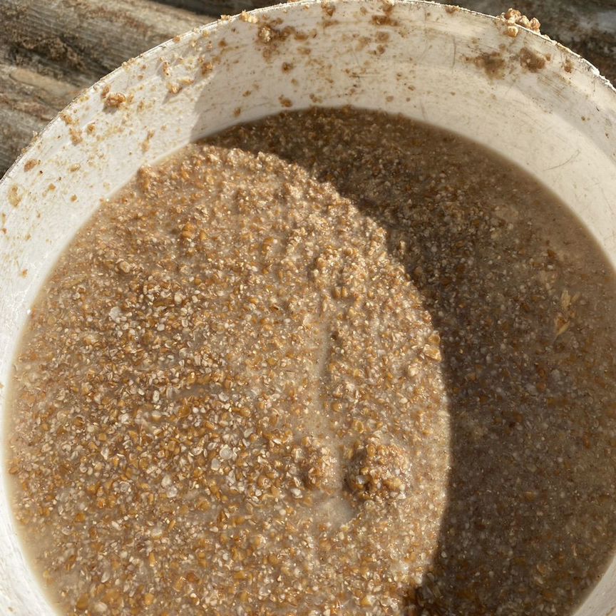 Дробина зерновая запареная (вареная )