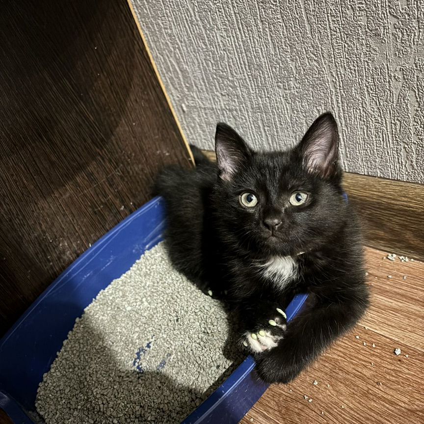 Котята 3 месяца мальчик Толя