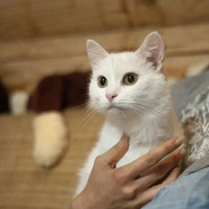 Белоснежная кошечка Юния мечтает о доме
