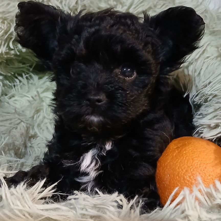 Мальтипушка