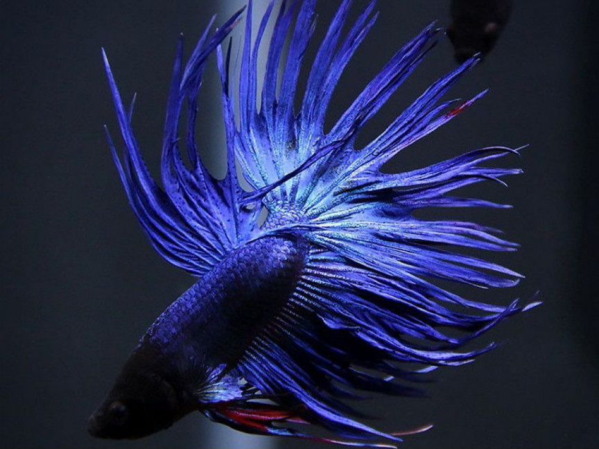 Рыбка петушок коронохвостый