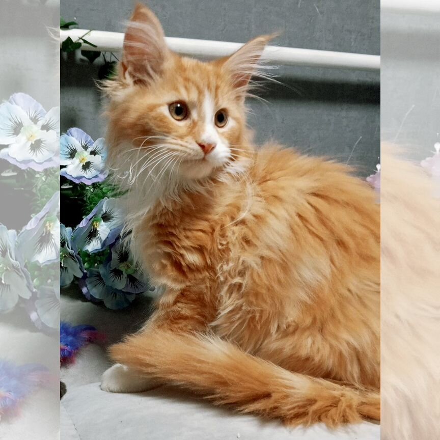Мейн-кун котёнок