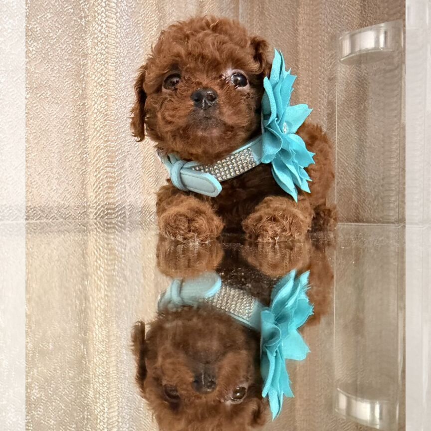 Той-пудель, щенок