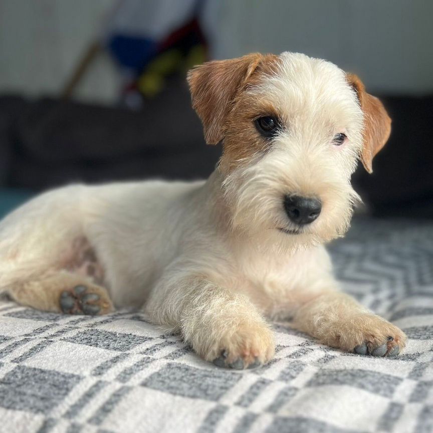 Чудесная девочка ляля