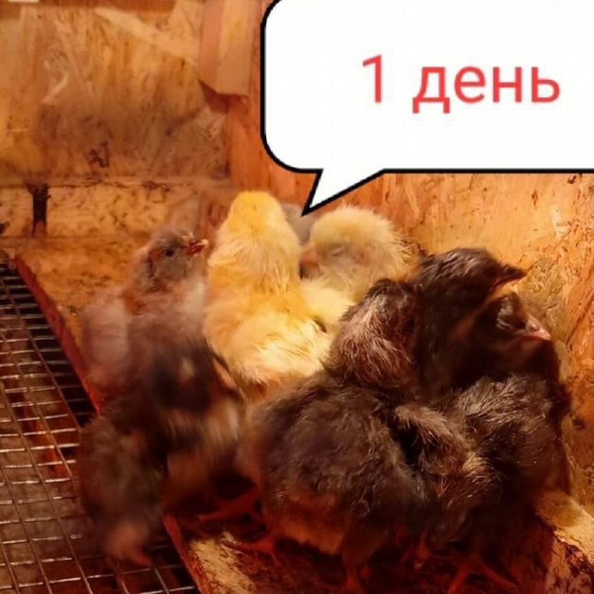 Цыплята несушки доминант