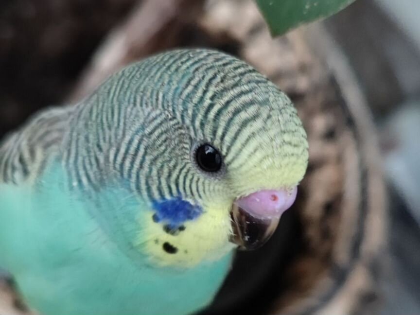 Волнистый попугай