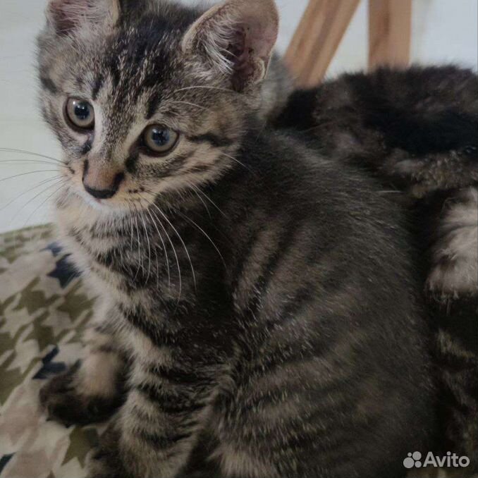 Котёнок курильский бобтейл - мальчик