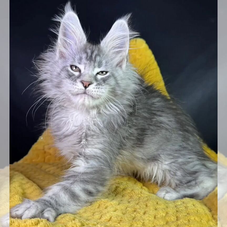 Мейн-кун котёнок