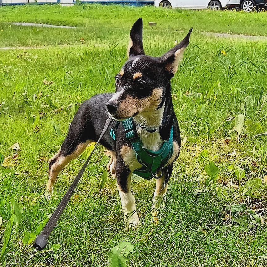 Патти ищет дом