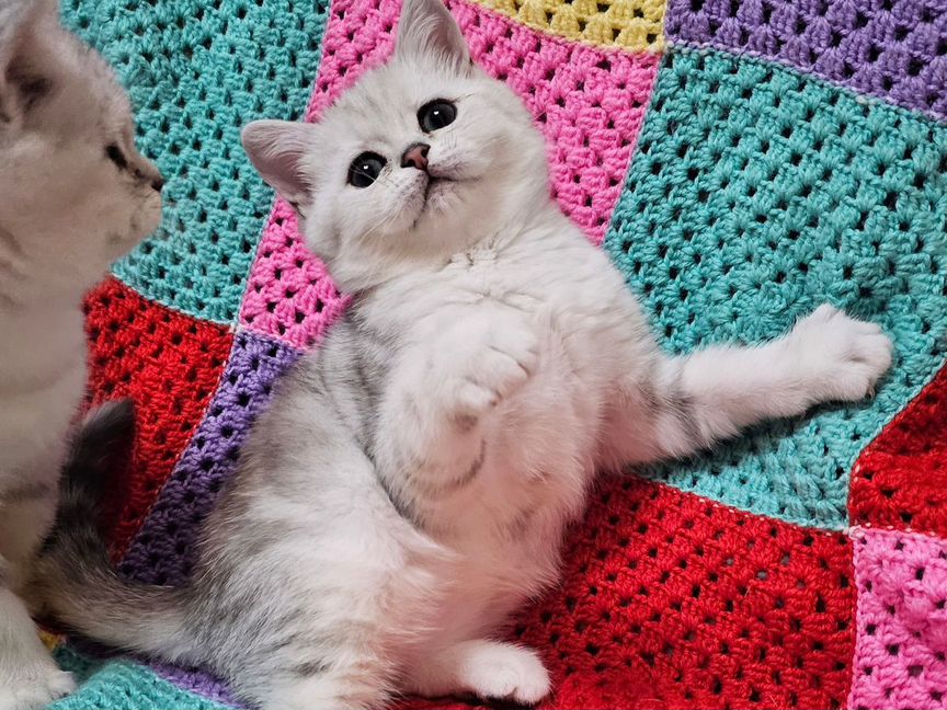 Котята серебряная шиншилла