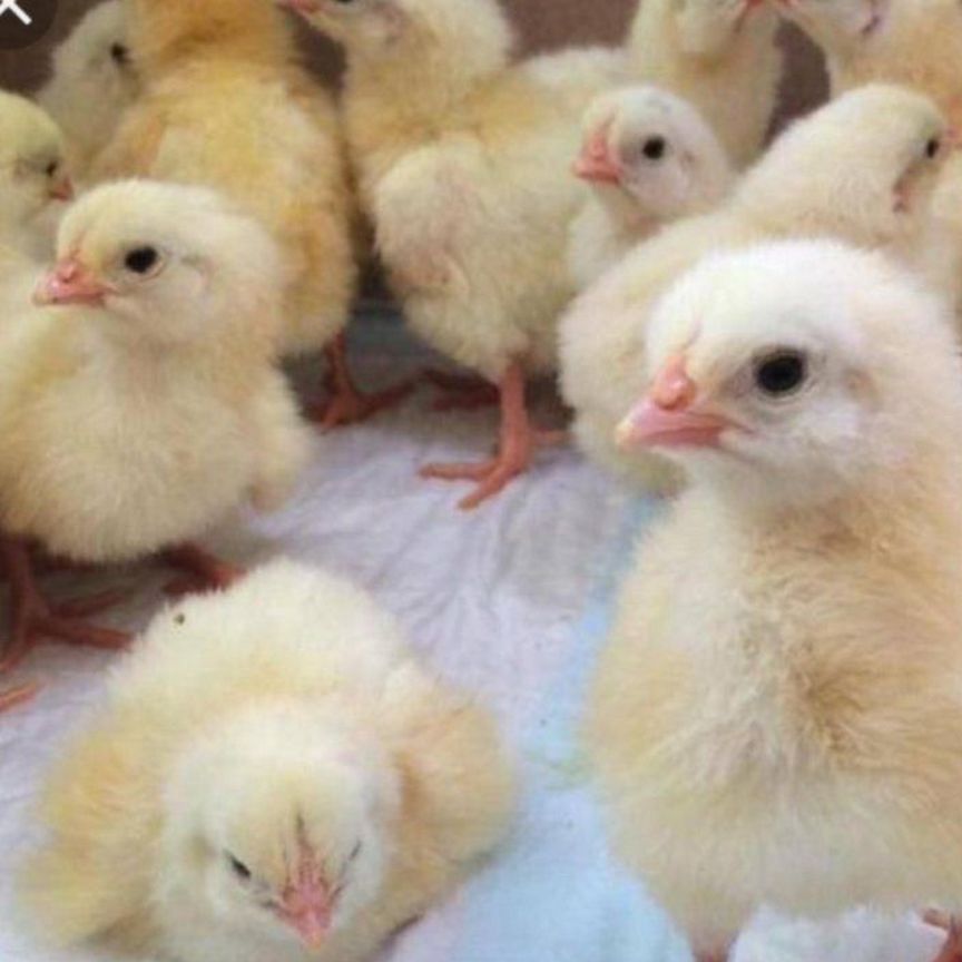 Цыплята бройлеры