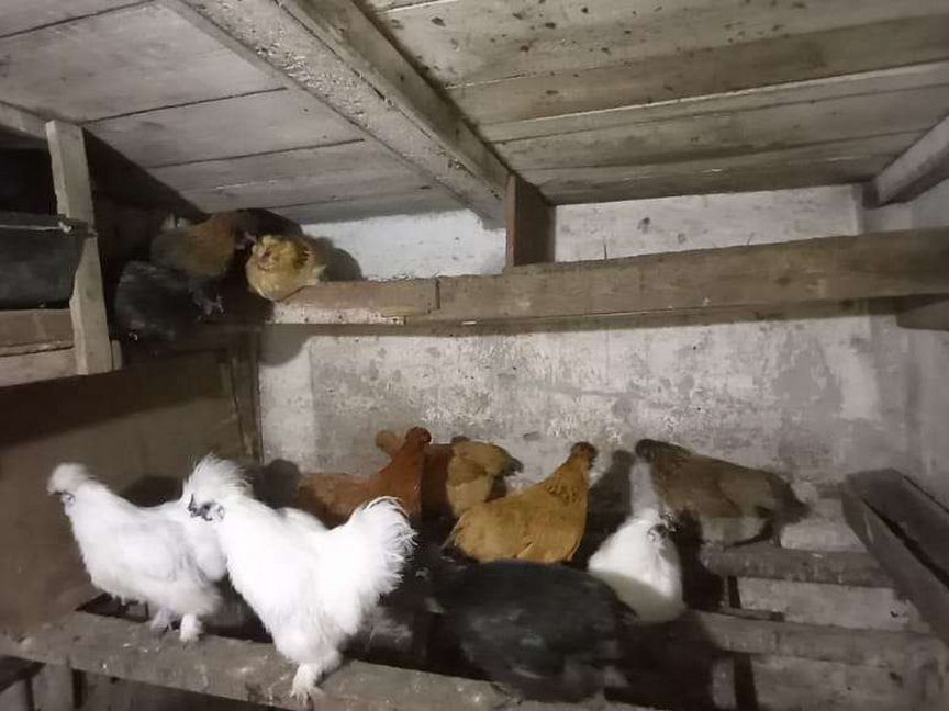 Птица-обмен на зерно. Аюта