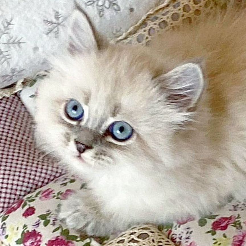 Невский маскарадный котик