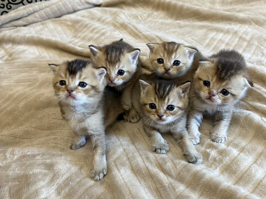Котята золотая шиншилла шотландские