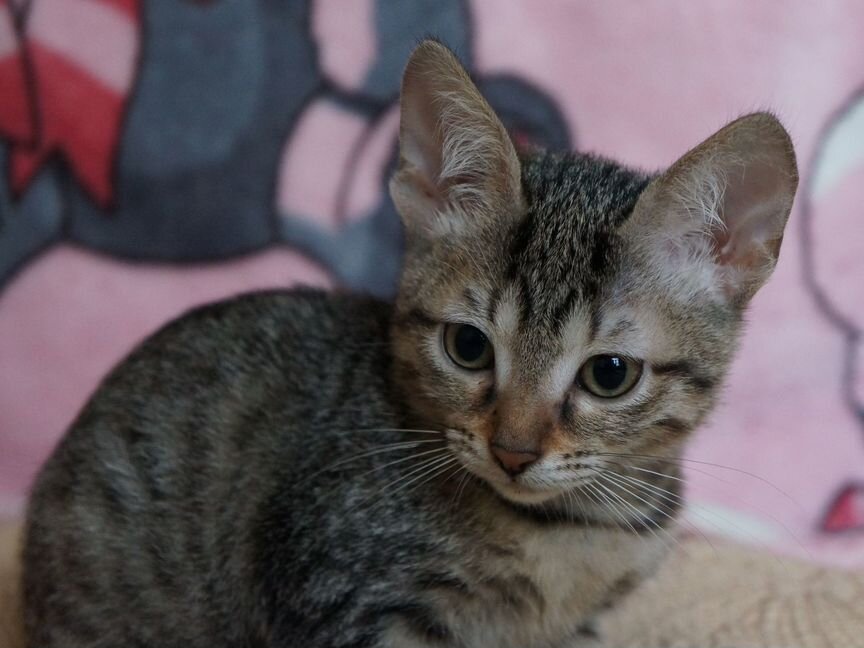 Котенок
