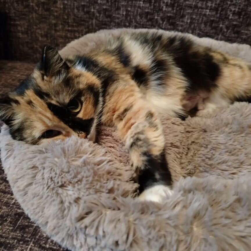 Кошечка