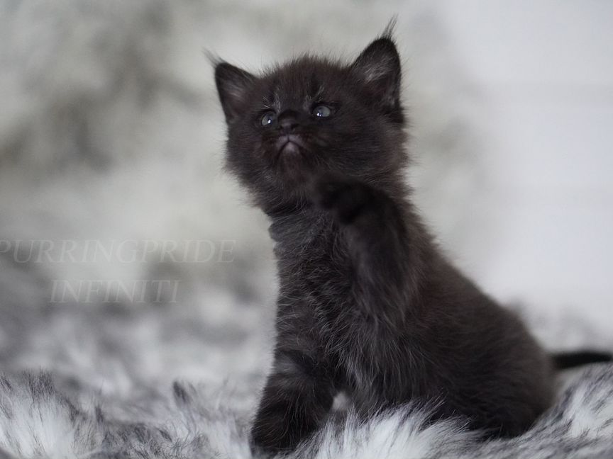 Котята Чаузи Ф1 блек гризли