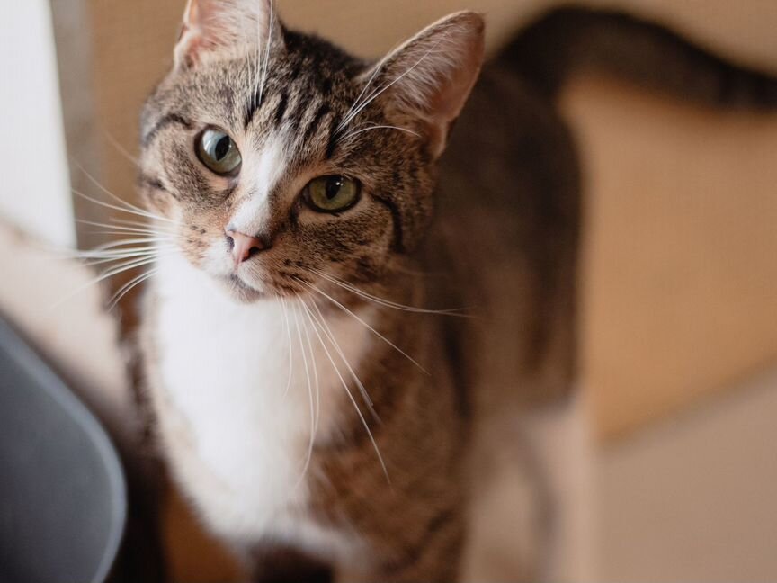 Кот Василек