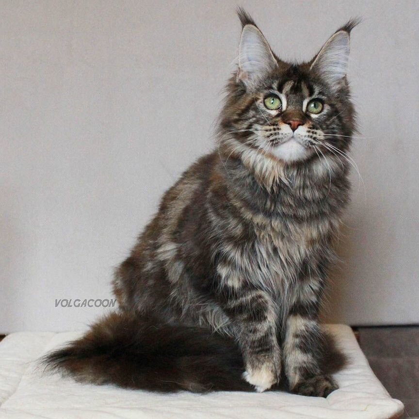 Мейн-кун котёнок