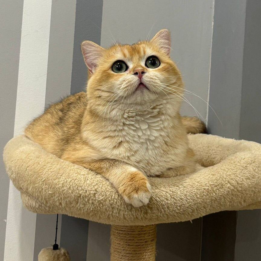 Британский короткошёрстный котёнок